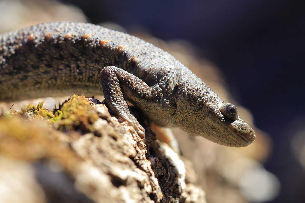 10 curiosidades sobre el gallipato