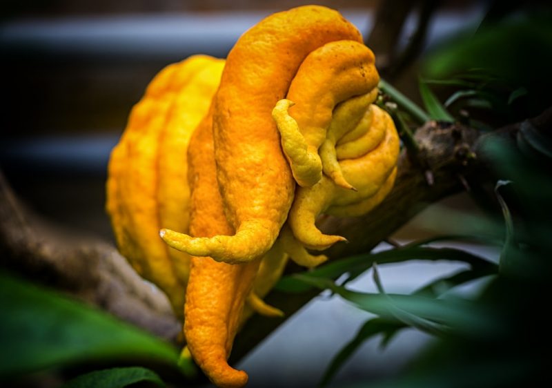 El cidro y el citronat
